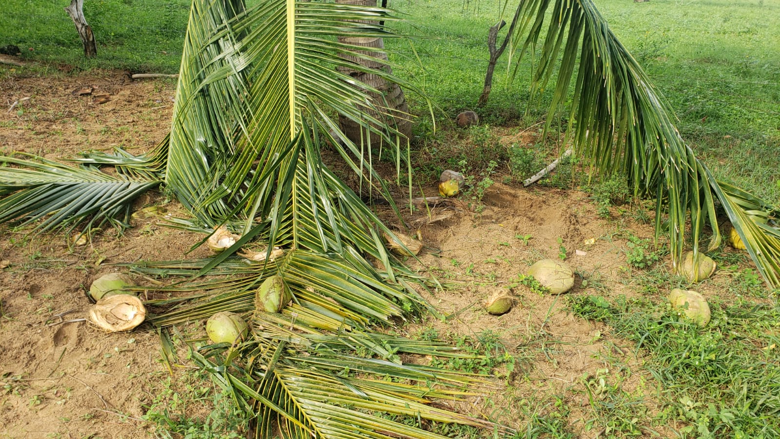 Hundreds of coconut trees destroyed by wild elephants