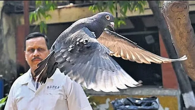 Pigeon held captive on suspicion released after 8 months